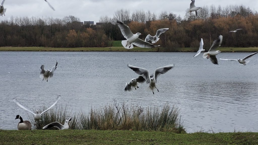 Fwd: Greg Howarth Gulls Nethermoor Lakes | Sheffield Live!