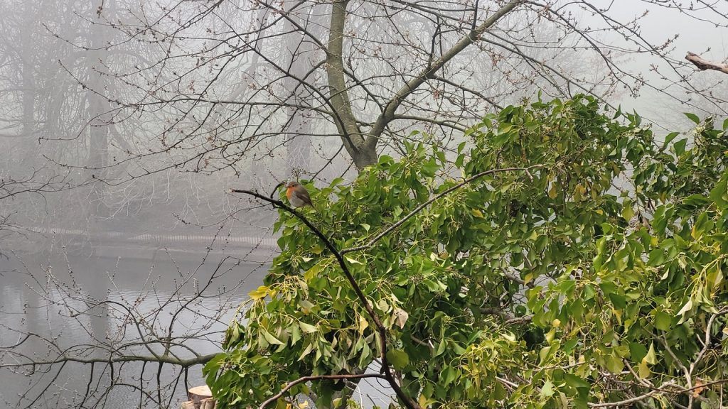 Fwd: Greg Howarth Robin Graves pk | Sheffield Live!